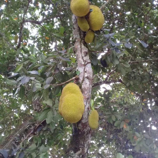 Lansium domesticum (Longkong, Duku) | Seeds Del Mundo