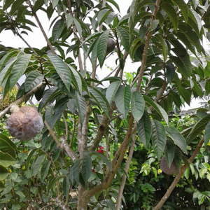 Annona divsifolia (Ilama) - Tropical Seeds | Seeds Del Mundo