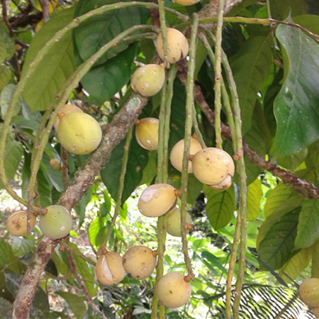Lansium domesticum (Longkong, Duku) | Seeds Del Mundo