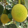 Artocarpus odoratissimus (Marang) Seeds | Seeds Del Mundo