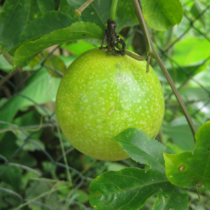 Passiflora edulis flavicarpa (Markoesa) | Seeds Del Mundo
