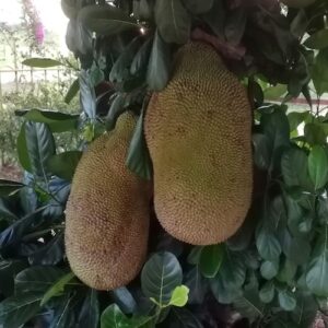 Artocarpus sp. Cheena - Tropical Seeds | Seeds Del Mundo