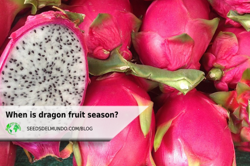 Dragon Fruits, Plants & Cuttings (Pitaya) | SEEDS DEL MUNDO