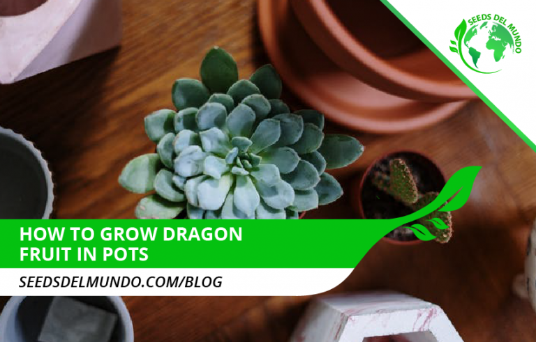 How to best grow dragon fruit in pots? Seedsdelmundo.com