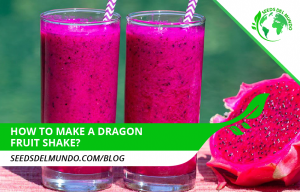 How to make a dragon fruit shake? - Recipe | Seeds Del Mundo
