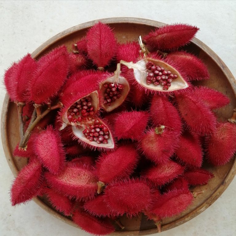 Bixa orellana (Annatto) - Herbs | Seeds Del Mundo
