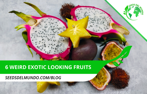 6 weird exotic looking fruit - Check them out! | Seeds Del Mundo
