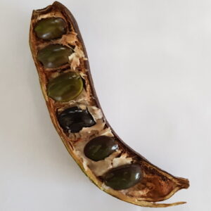 Inga spectabilis (Machete Ice Cream Bean) | Seeds Del Mundo