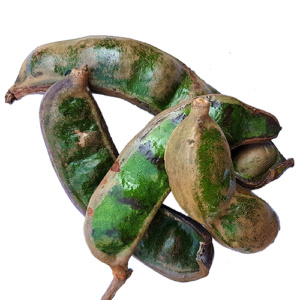 Inga spectabilis (Machete Ice Cream Bean) | Seeds Del Mundo