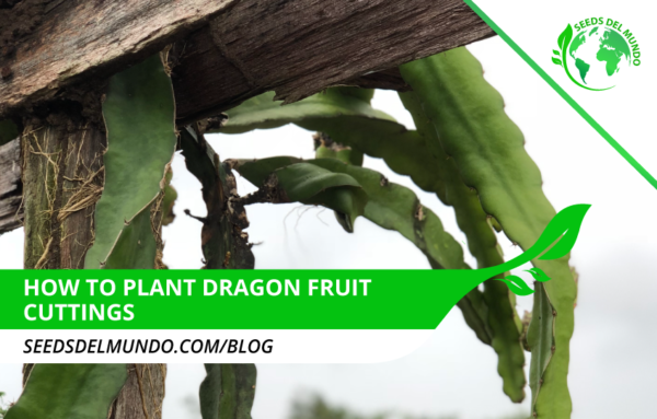 How to plant Dragon Fruit Cuttings | Seeds Del Mundo