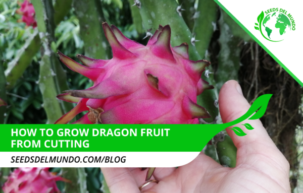 How to grow dragon fruit from cutting | Seeds Del Mundo