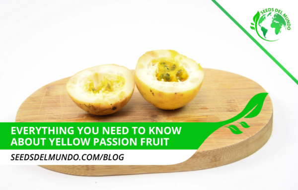Everything to know about Yellow Passion Fruit | Seeds Del Mundo