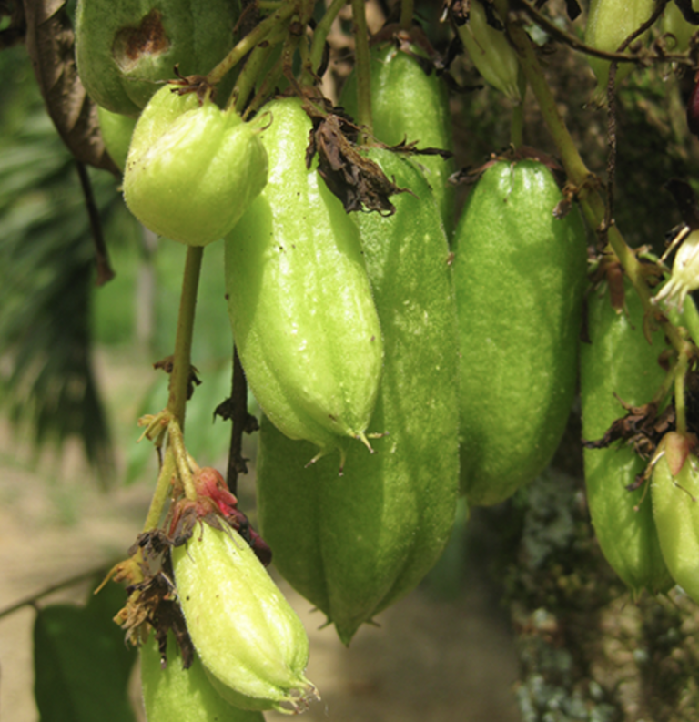 The most unique Green Tropical Fruit | Seeds Del Mundo