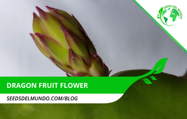 Dragon fruit flower (When and How can I spot one?) | Seeds Del Mundo