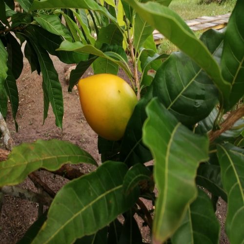 Pouteria caimito (Abiu) - Seeds | Seeds Del Mundo