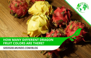 How many different Dragon Fruit Colors are there? | Seeds Del Mundo