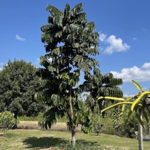 Pometia pinnata (Matoa / Fijian Longan) - Seeds Del Mundo