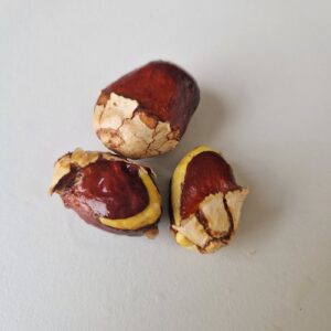 Pometia pinnata (Matoa / Fijian Longan) - Seeds Del Mundo